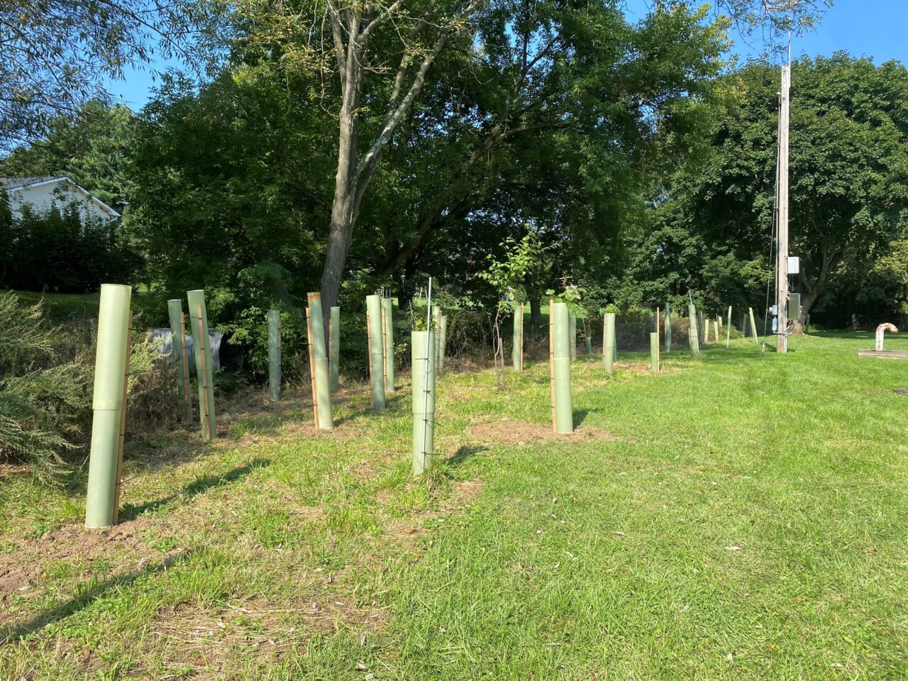 Riparian Buffer successfully planted in the Little Lehigh Creek ...